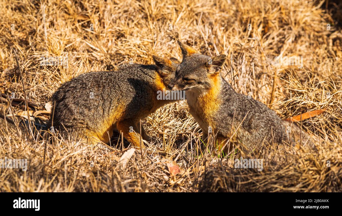 Channel Island Fox (Urocyon littoralis), Santa Cruz Island, Channel ...