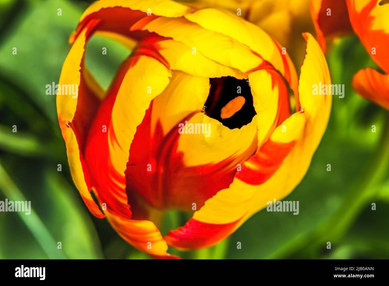 Red Yellow Spring Banja Luka Darwin Hybrid Tulip Blooming Macro. Named ...