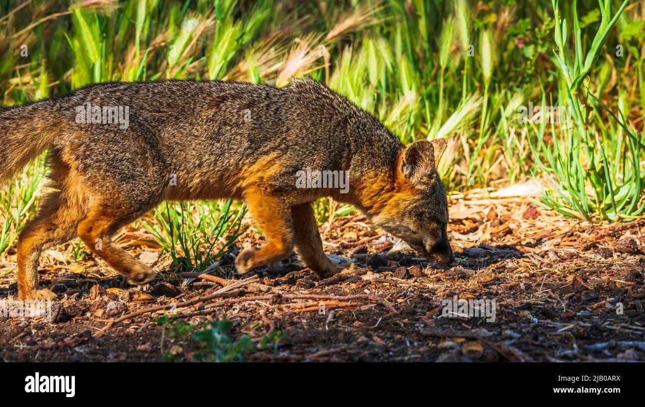 Channel Island Fox (Urocyon littoralis), Santa Cruz Island, Channel ...