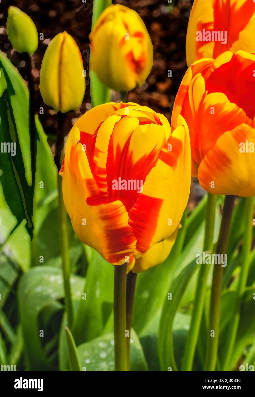 Red Yellow Spring Banja Luka Darwin Hybrid Tulip Blooming Macro. Named ...