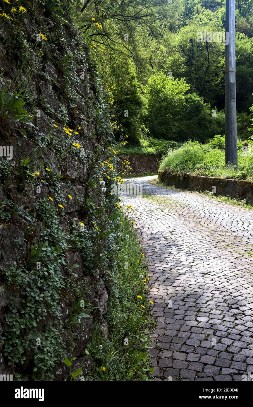 Paved road with dandelions at its edge bordered by a stone brick wall ...
