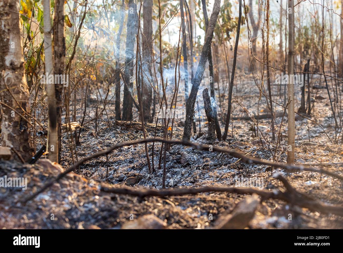 After rain forest fire disaster hi-res stock photography and images - Alamy