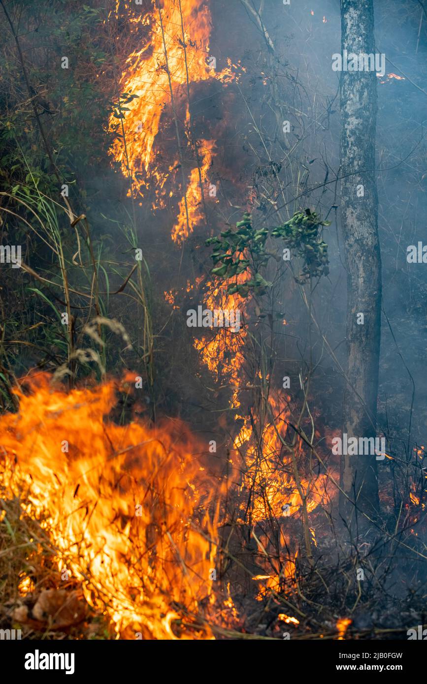 Forest fire disaster is burning caused by human Stock Photo - Alamy
