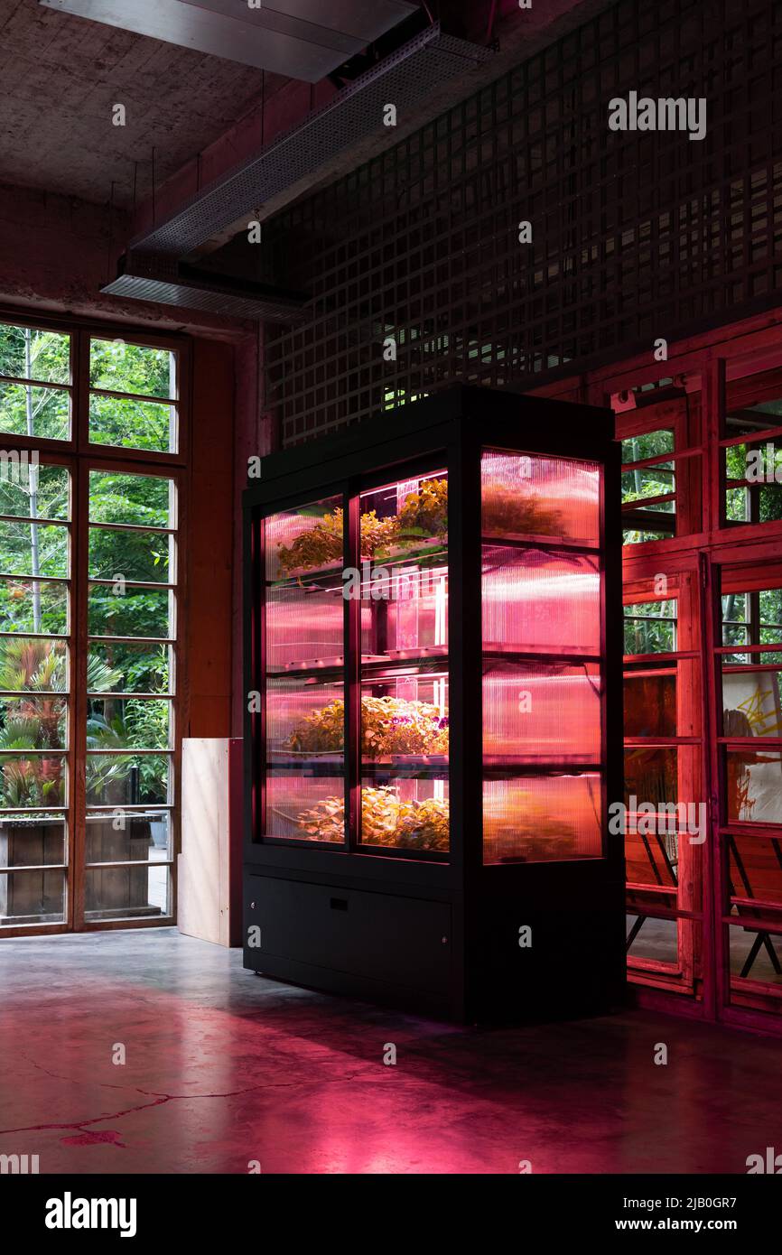 Vegetable green salad growing in hydroponic system. Plant cultivated in ...