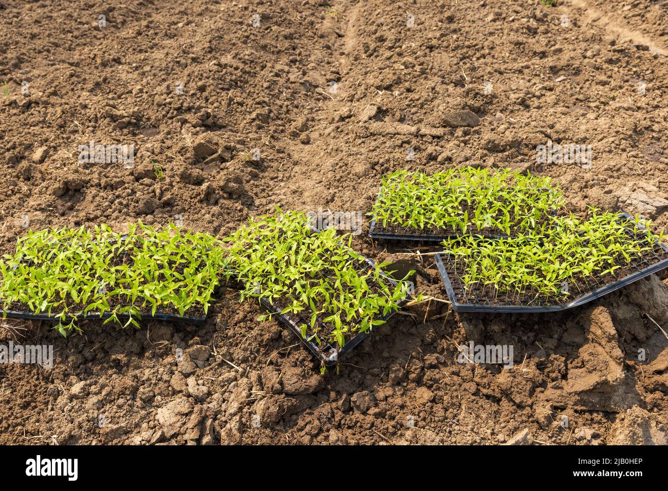 Farmer prepare planting hemp seedling in garden Stock Photo - Alamy