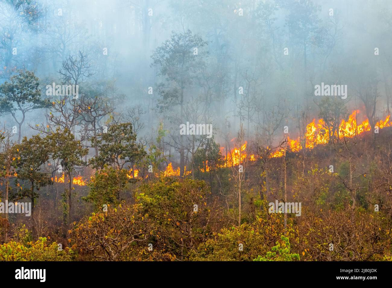 Forest fire is burning primarily as a surface fire, spreading along the ...