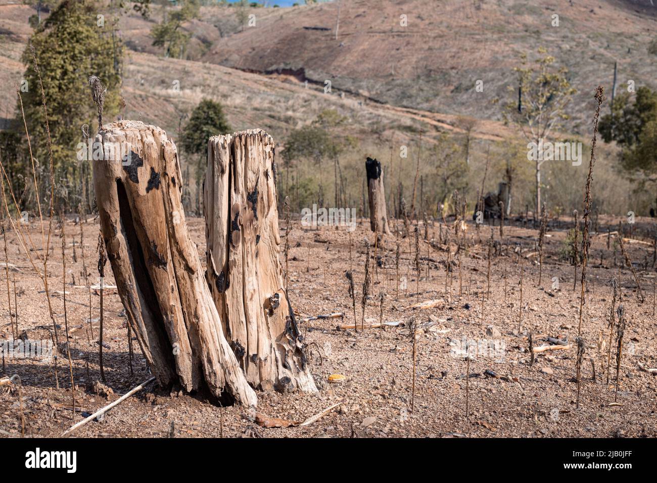 Tree stumps after deforestation and burn for agriculture in Thailand ...