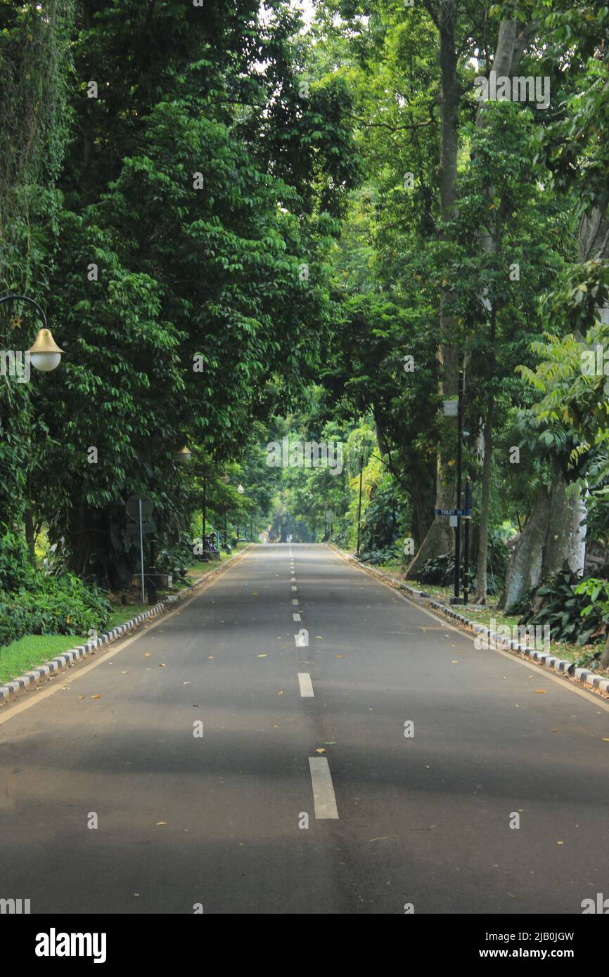 two sides of the road with shady trees Stock Photo - Alamy