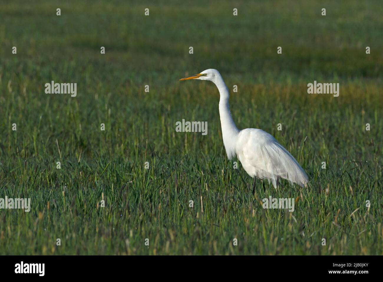 Avian adaptations hi-res stock photography and images - Alamy