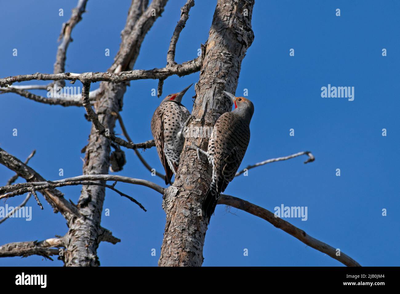 Northern Flicker (Colaptes auratus) pair in spring 2022 along Greenway ...