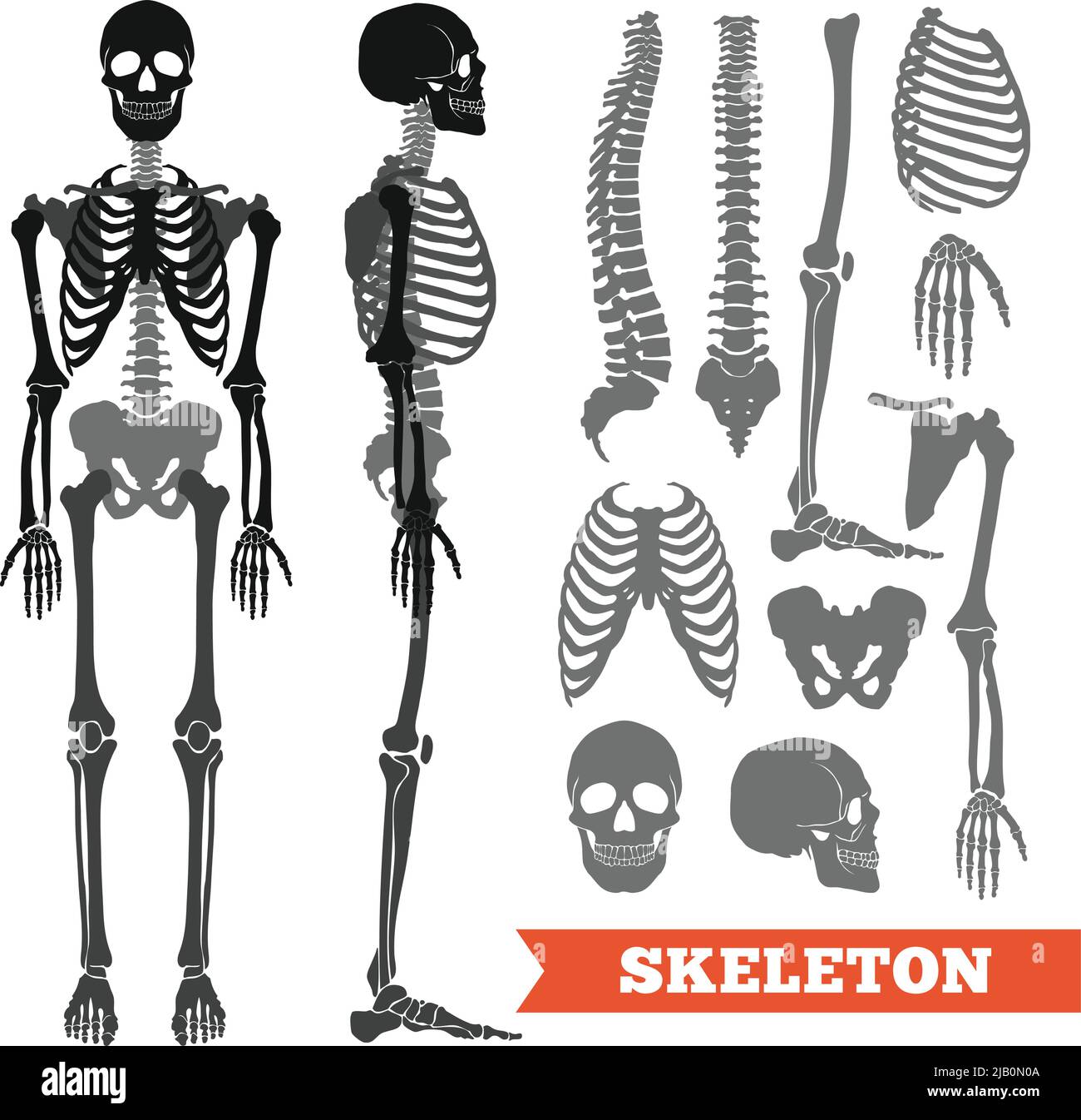 Human anatomy flat monochrome set with skeletons and single bones ...