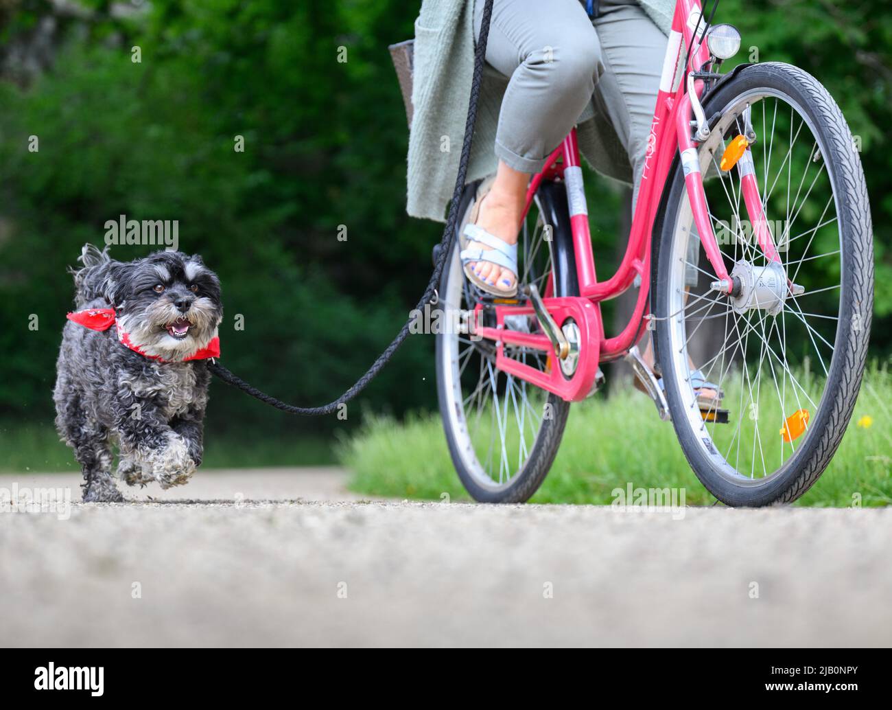 Dresden, Germany. 30th May, 2022. ILLUSTRATION - A female dog runs ...
