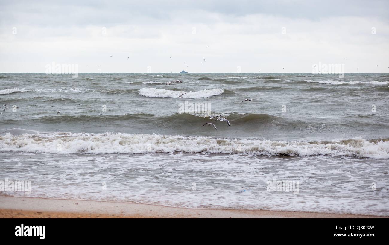 Huge waves raging in the sea and seagulls in the spray of waves. Storm ...