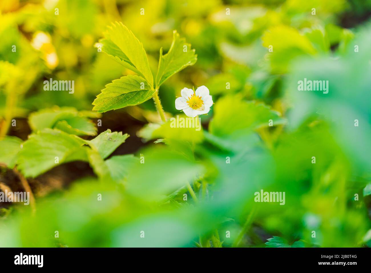Watering blooming strawberry bush close hi-res stock photography and ...