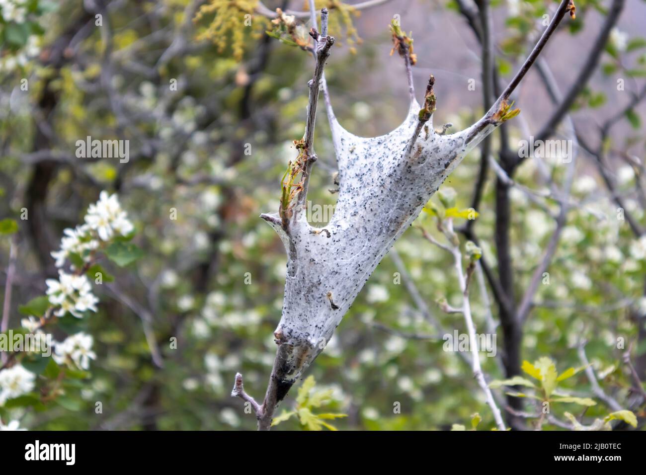 A tent caterpillar nest in a tree at Black Canyon of the Gunnison ...