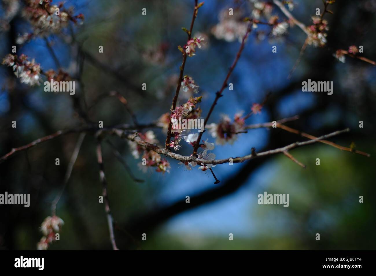Flowering tree macro photography wild cherry sky background Stock Photo ...