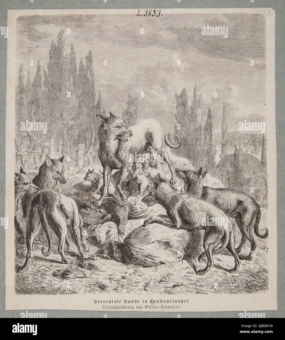 Stray dogs in Constantinople according to the Guido Hammer drawing. A ...