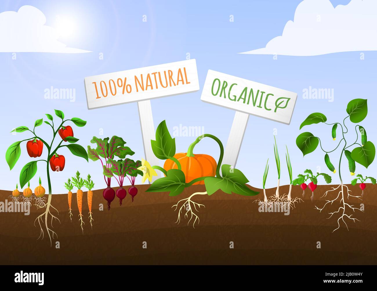 Salad vegetable growing in Stock Vector Images - Alamy