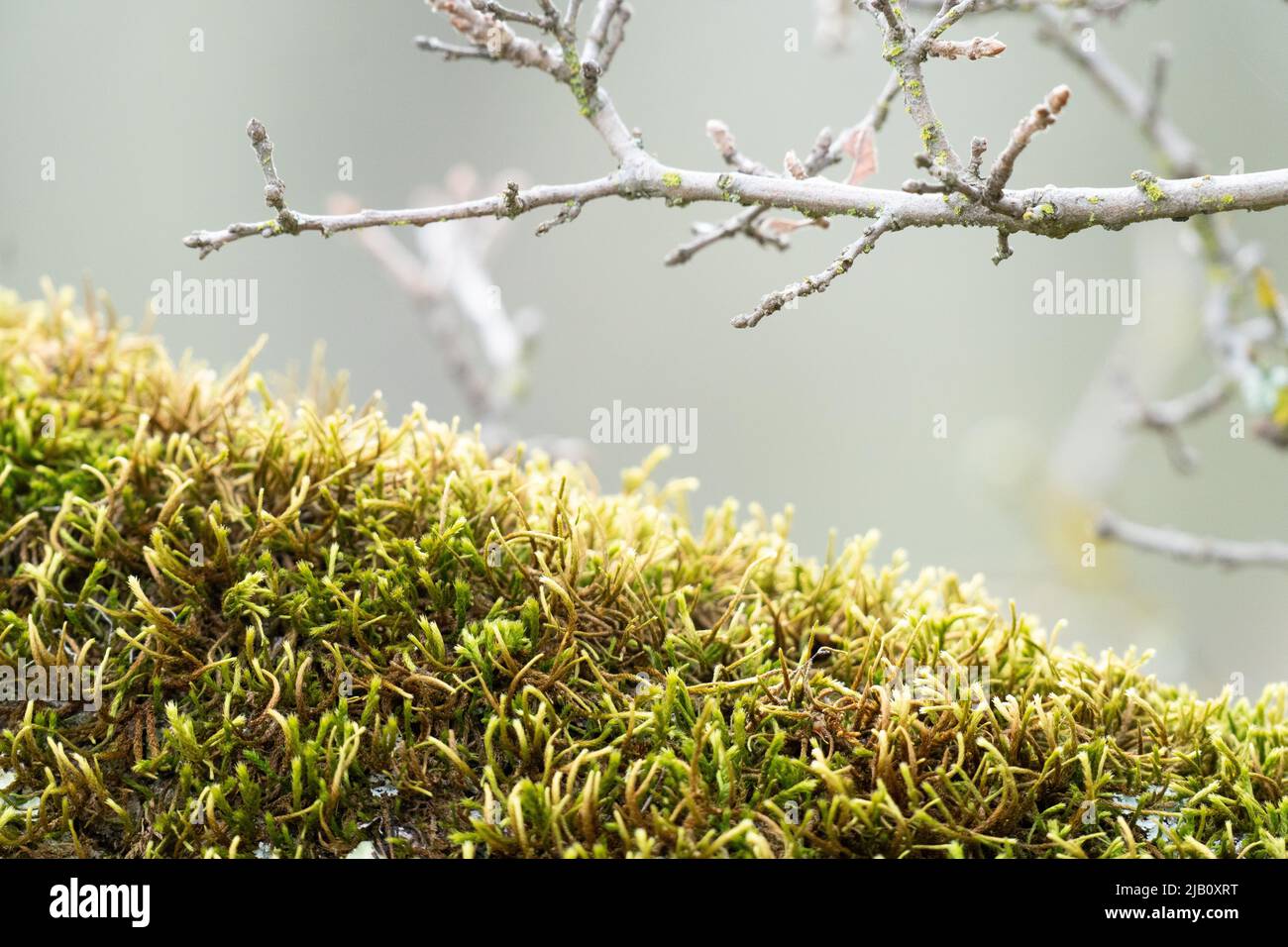 Lush green moss growing on tree Stock Photo - Alamy