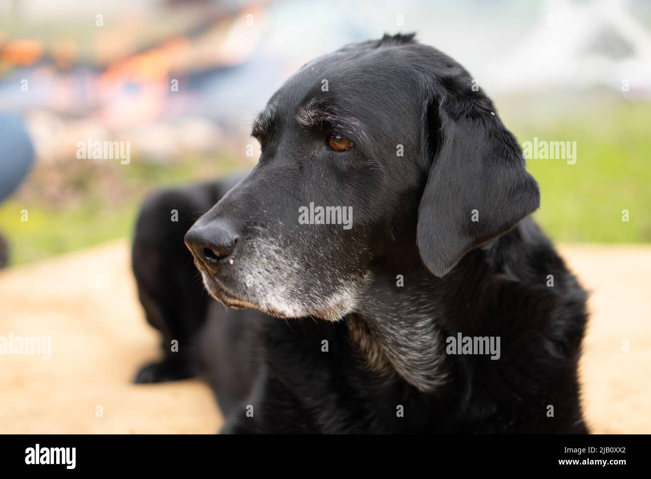 old senior black labrador retriever portrait Stock Photo - Alamy
