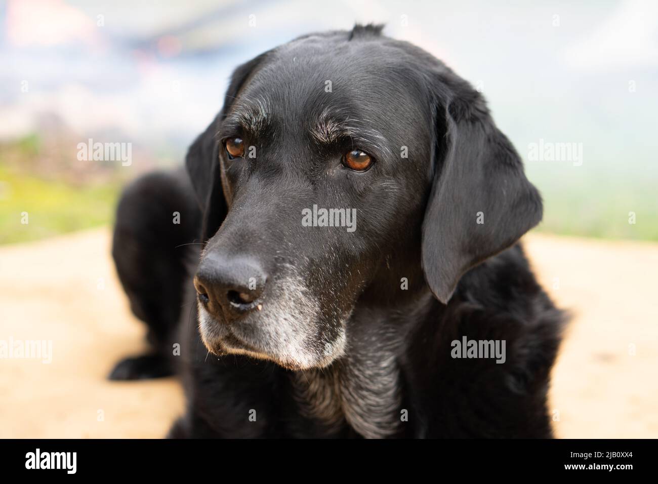 Senior black labrador hi-res stock photography and images - Alamy