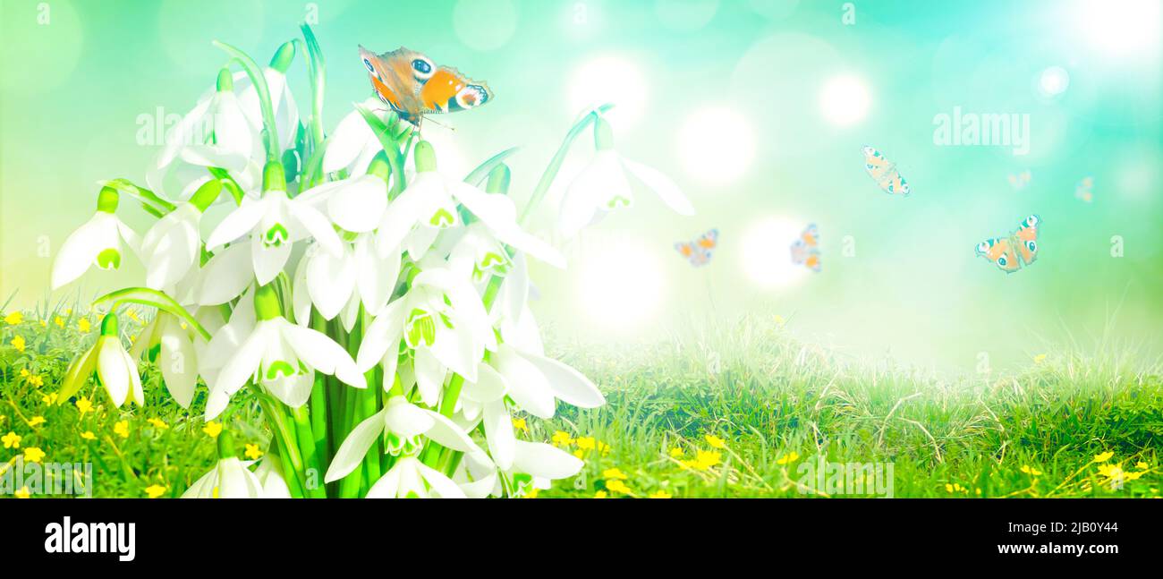 Delicate spring flowers snowdrops. Spring floral background Stock Photo ...