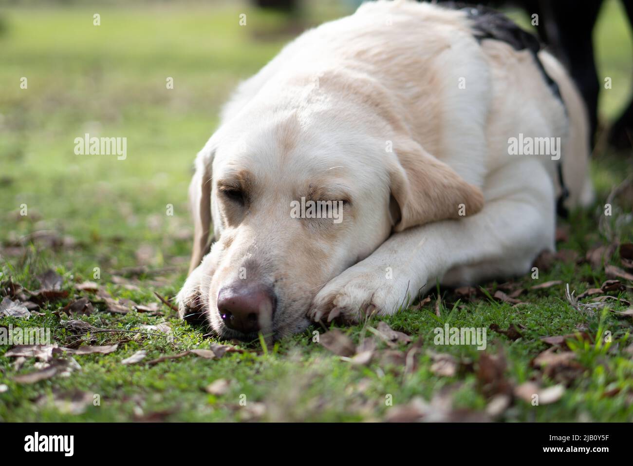 yellow Labrador retriever dog laying down outside Stock Photo - Alamy