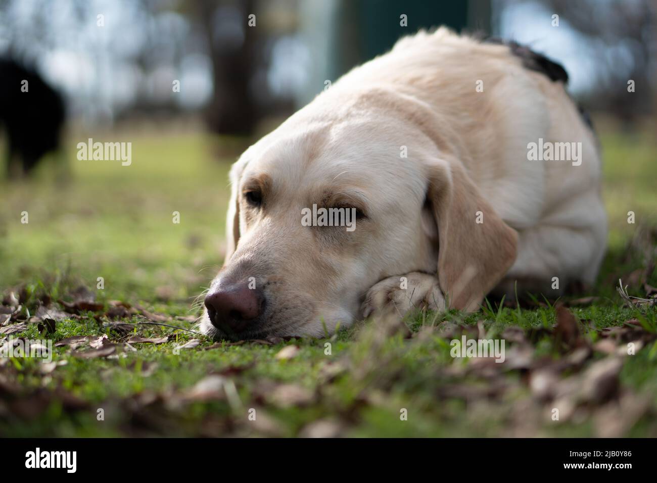 yellow Labrador retriever dog laying down outside Stock Photo - Alamy