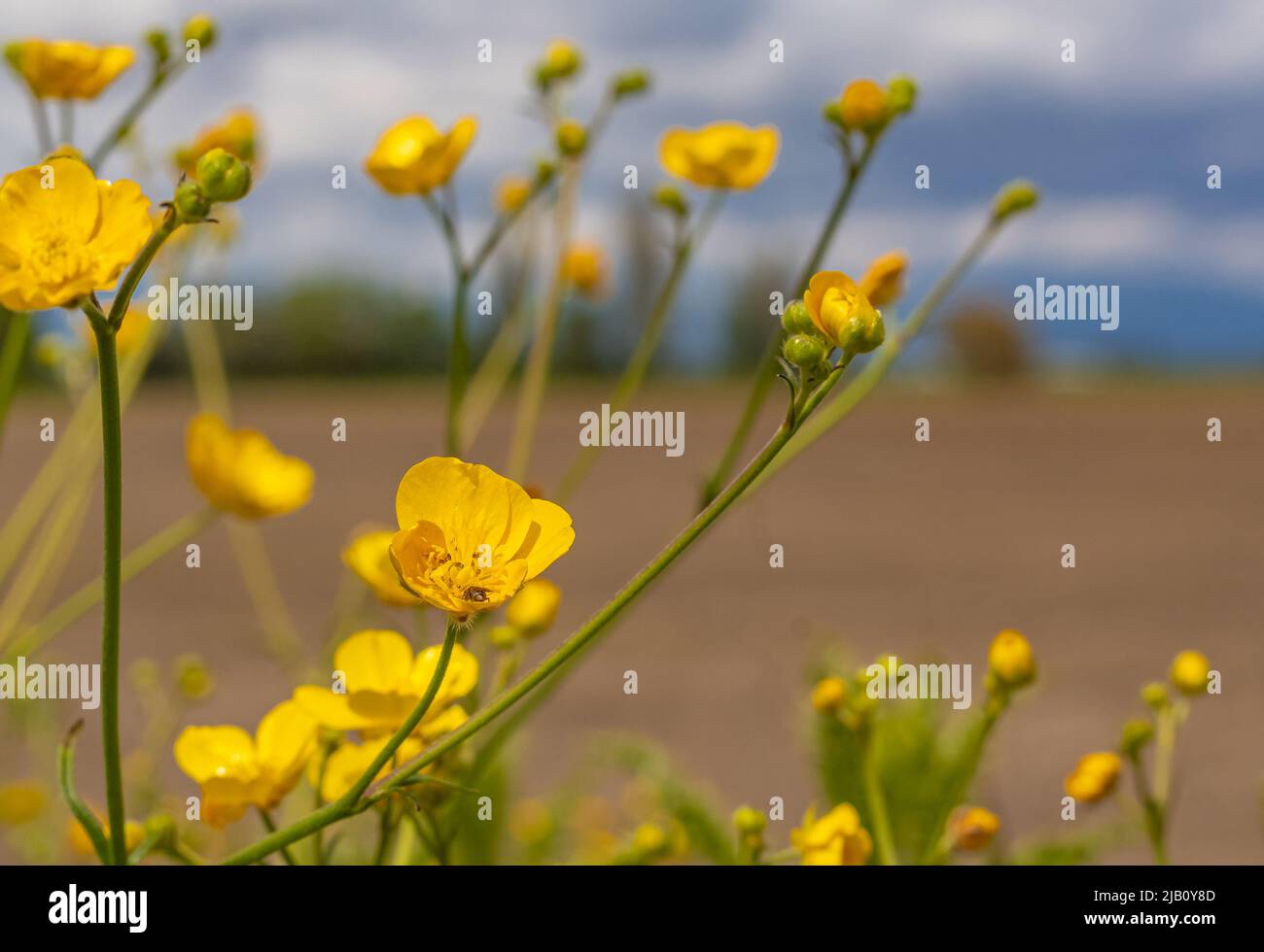 Meadow buttercups floral view with green natural background. Flower bed ...