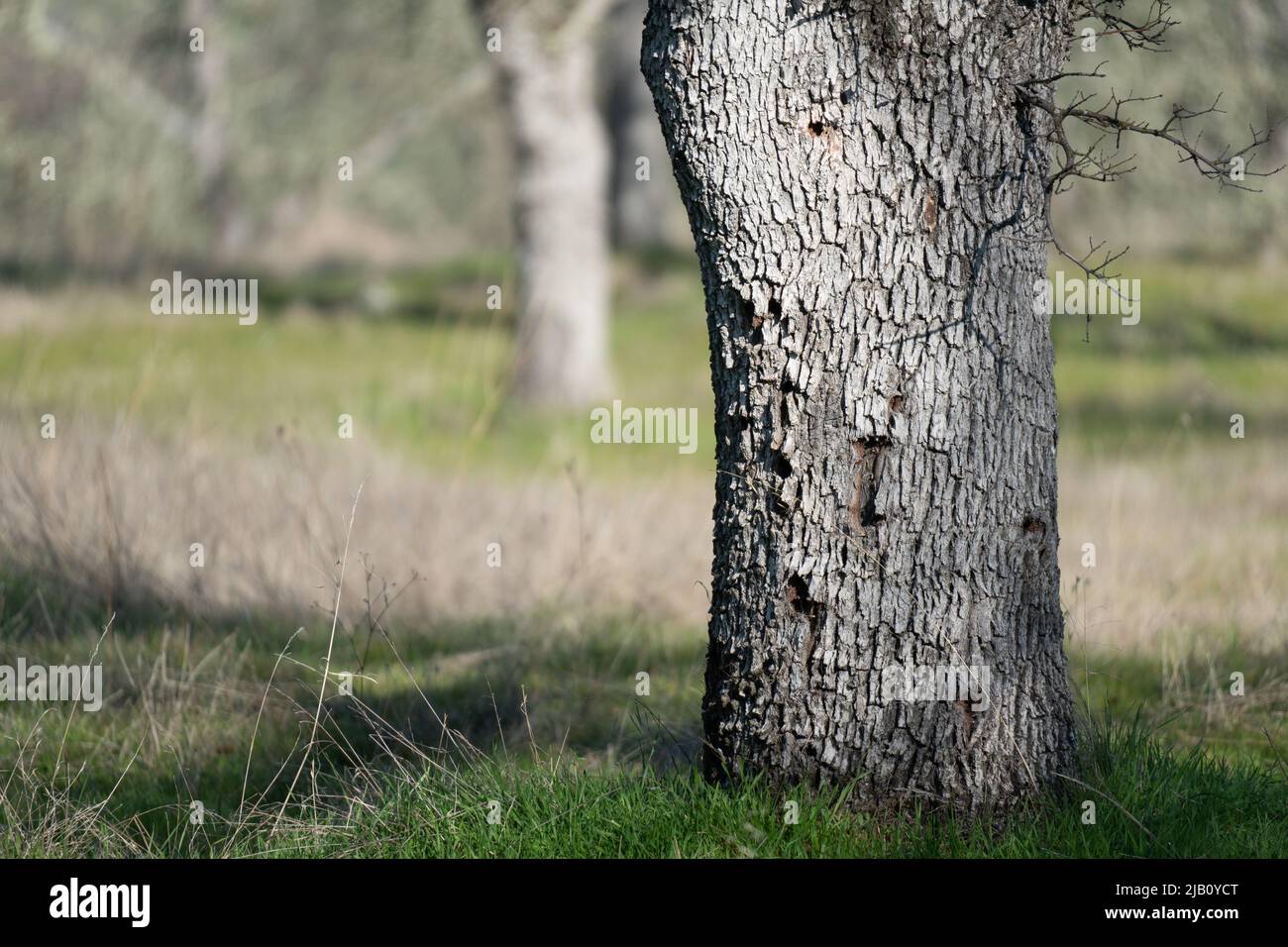 Large leafless oak tree in the foothills of California Stock Photo - Alamy