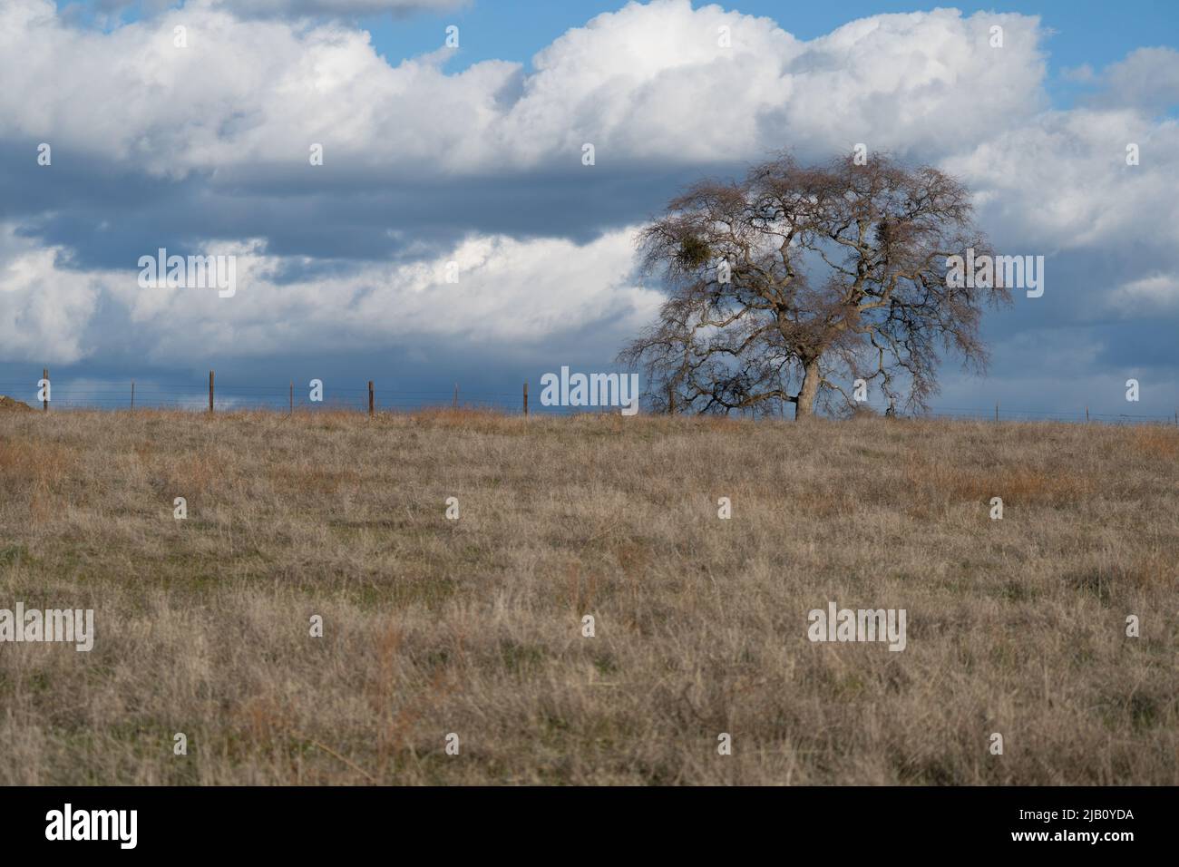 Rolling hills golden grass oak hi-res stock photography and images - Alamy