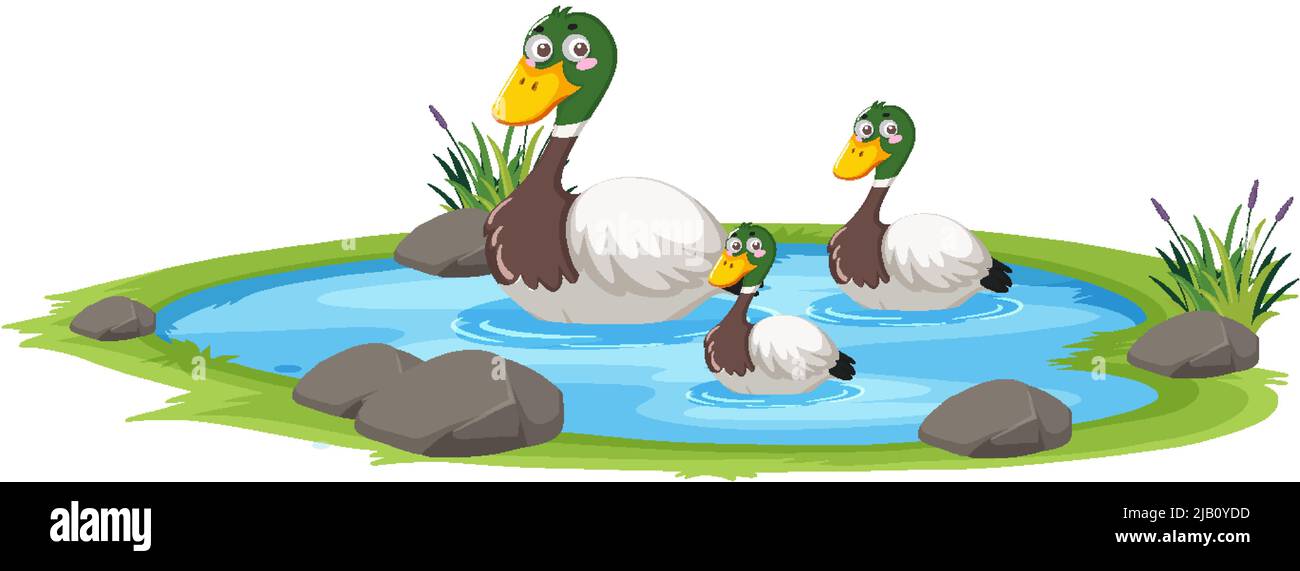 Duck in the pond on white background illustration Stock Vector Image & Art - Alamy