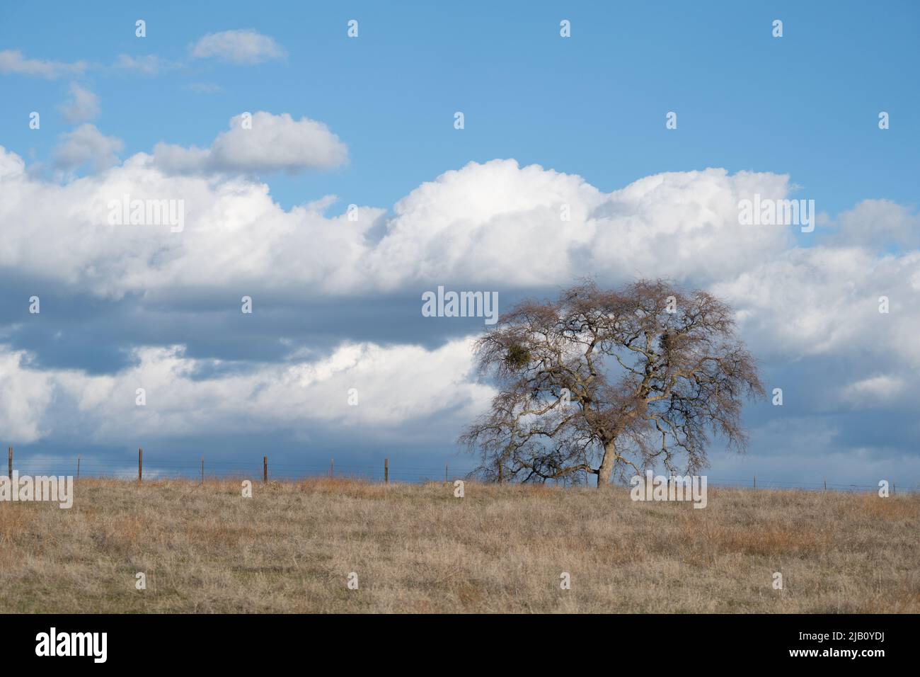 Large leafless oak tree in the foothills of California Stock Photo - Alamy