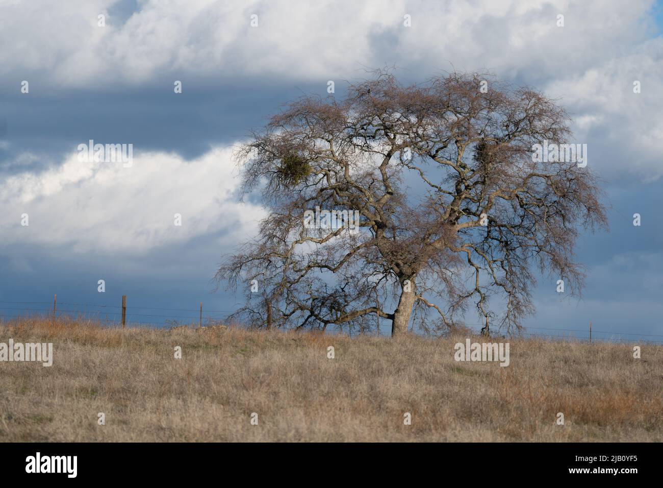 Rolling hills golden grass oak hi-res stock photography and images - Alamy