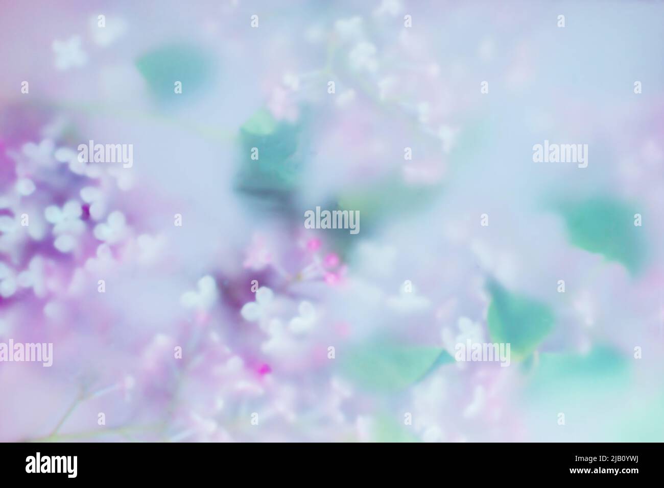 Lilac flower header, abstract watercolor effect, botanical texture ...