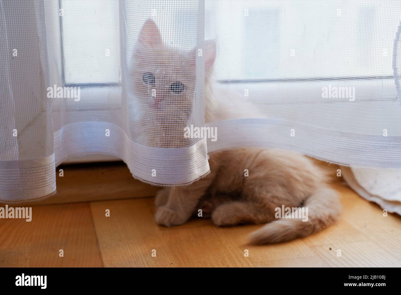 adorable cute ginger kitten hidden behind a curtain Stock Photo - Alamy