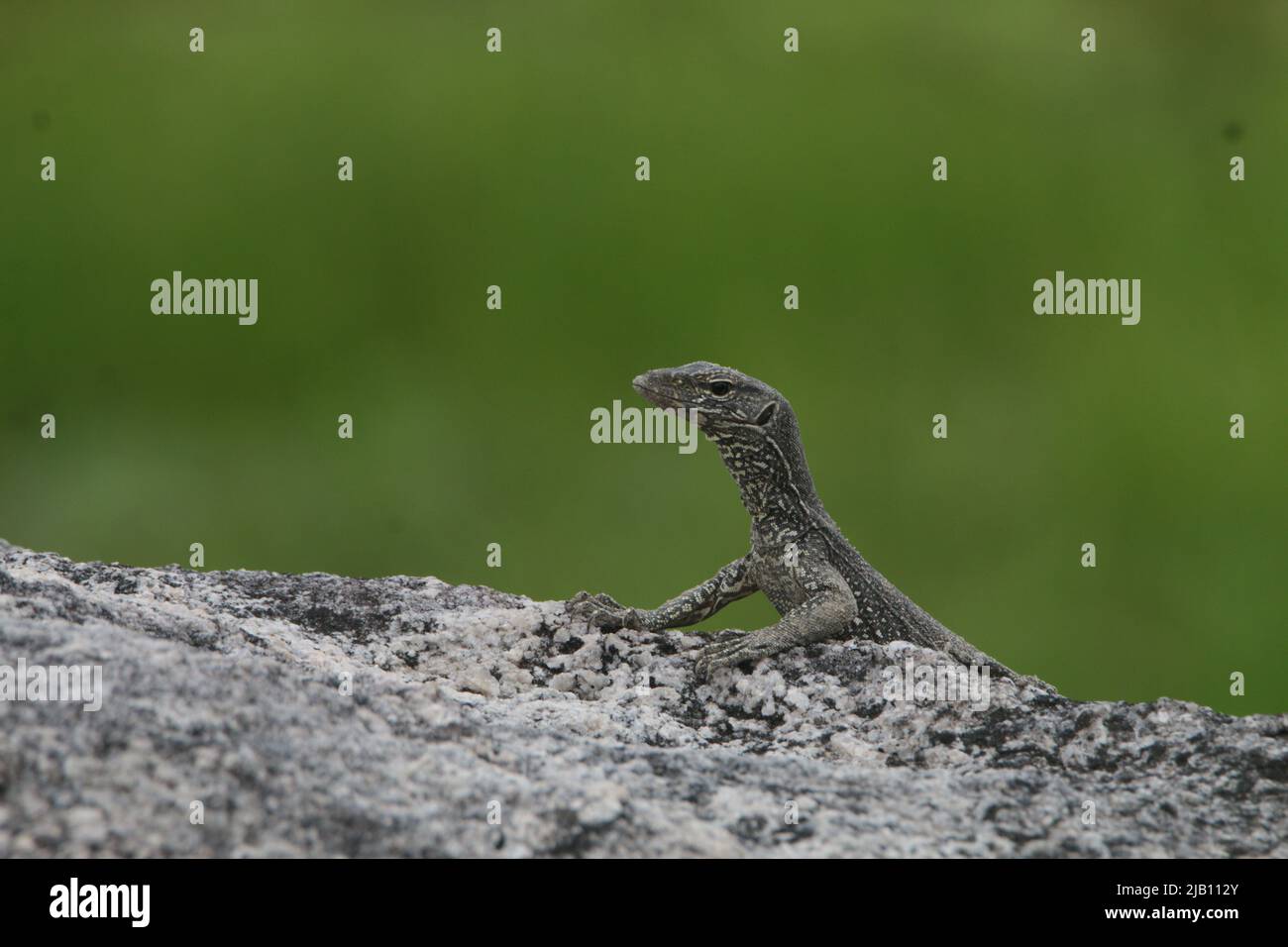 A little land monitor bathing in the sun, Sri Lanka Stock Photo - Alamy