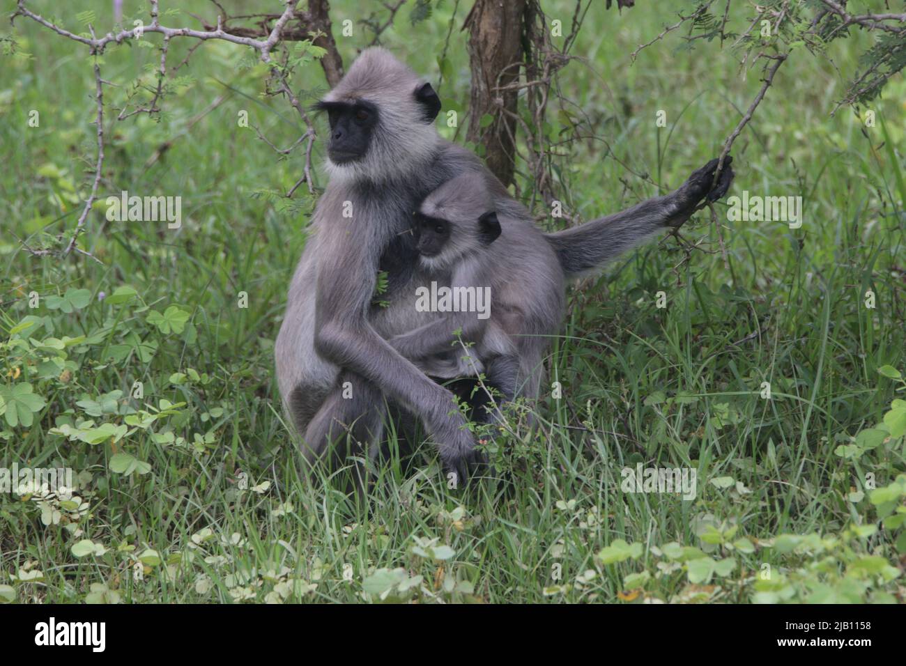 Languor hi-res stock photography and images - Alamy
