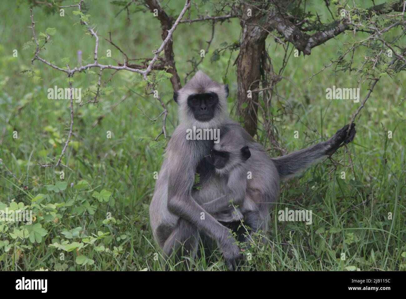 Grey languor in the Wild Stock Photo - Alamy