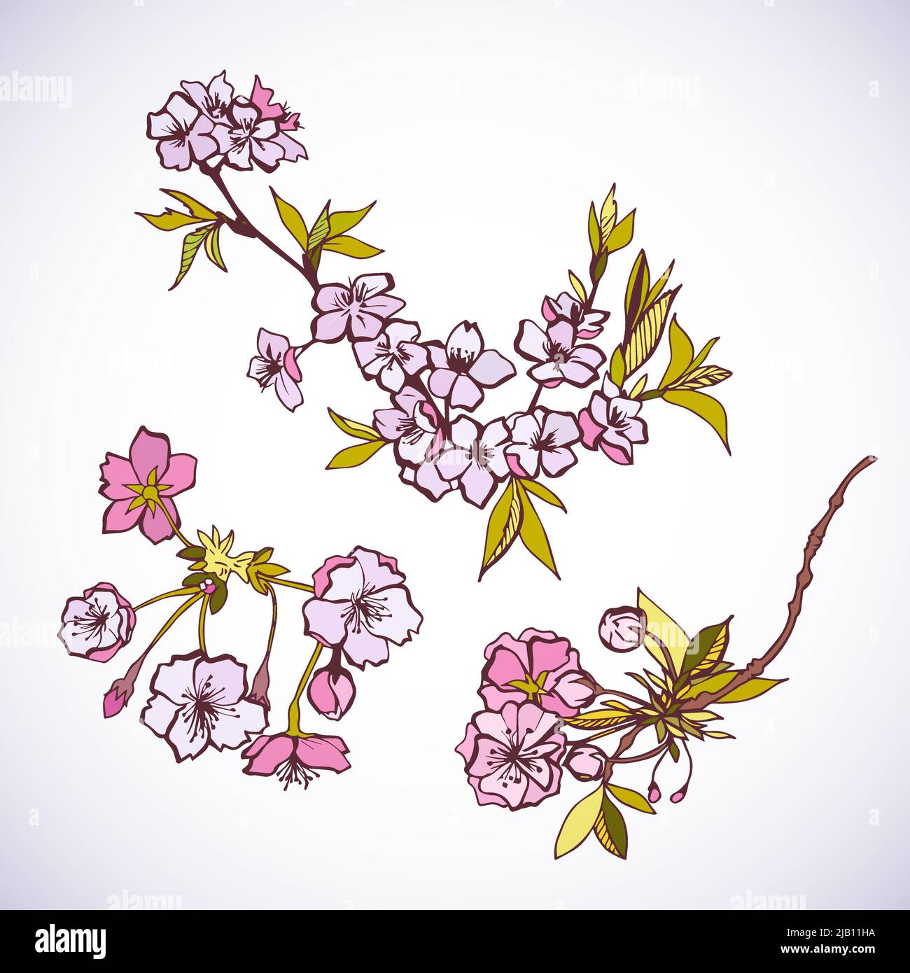 Blossoming sakura decorative elements isolated vector illustration ...