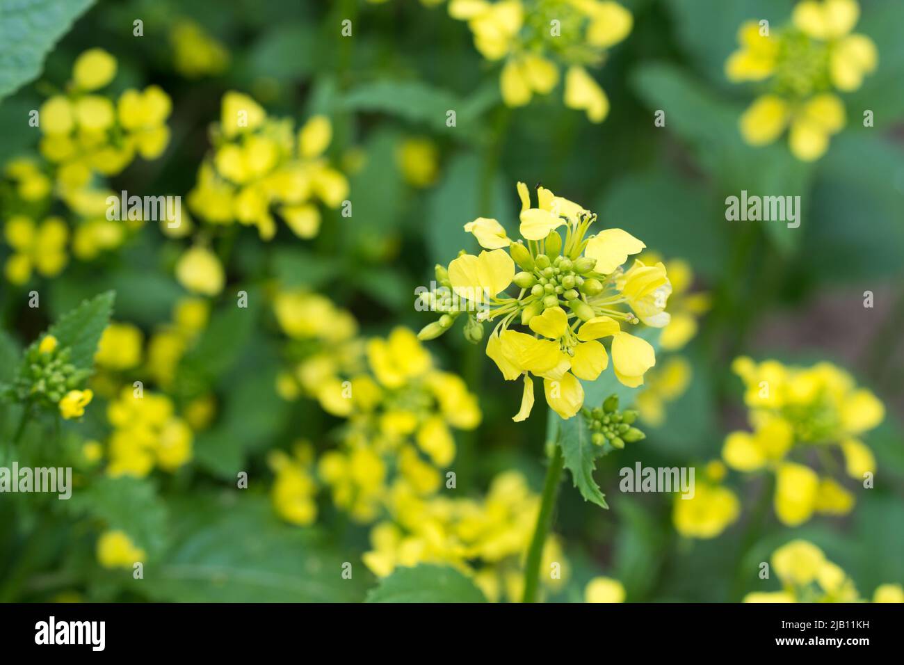 Sinapis arvensis, charlock or field mustard yellow flowers closeup ...
