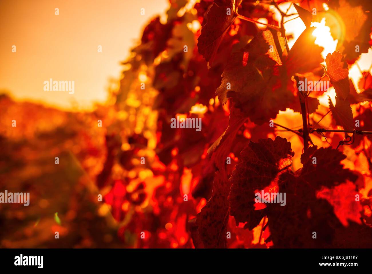 Bright autumn red orange yellow grapevine leaves at vineyard in warm ...