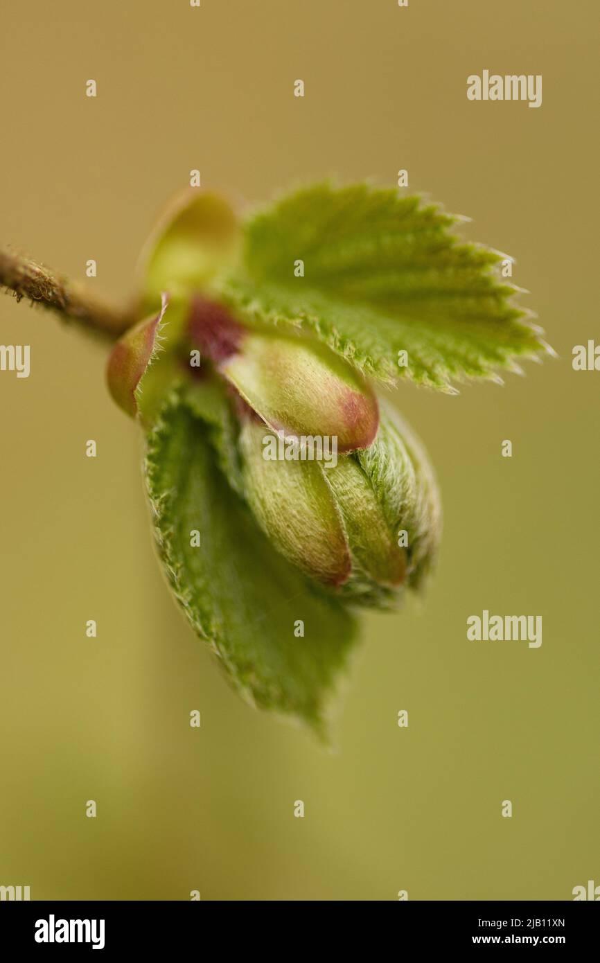 Common hazel leaf hi-res stock photography and images - Alamy
