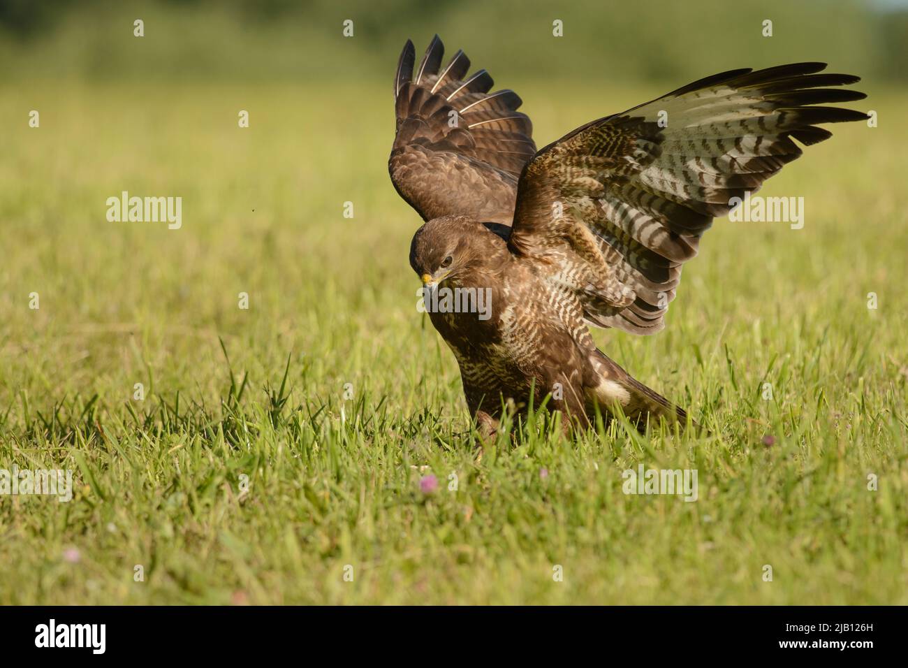 Common buzzard wings open hi-res stock photography and images - Alamy