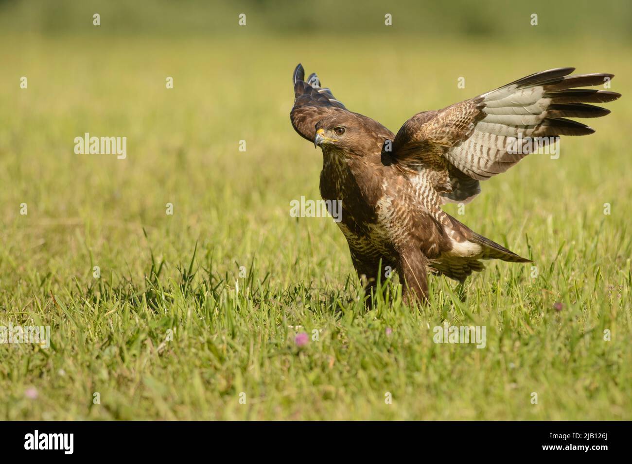 Common buzzard wings open hi-res stock photography and images - Alamy