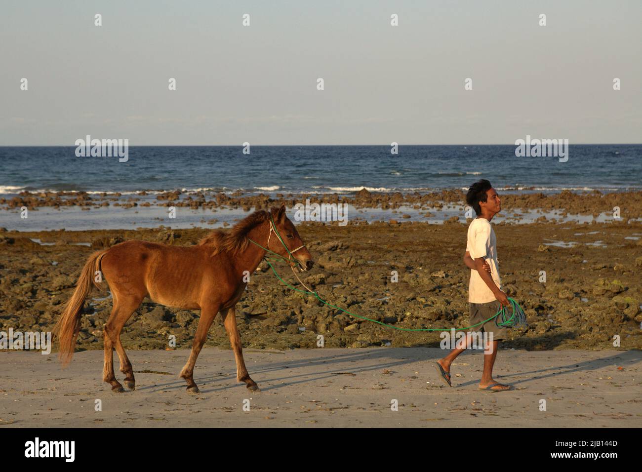 Resilience animal hi-res stock photography and images - Alamy