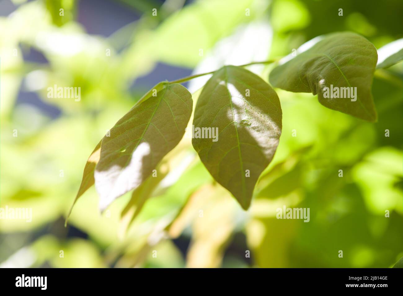 Close-up - Fresh Plant Leaves , Green Concepts Stock Photo - Alamy