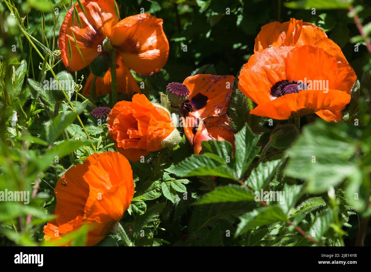Giant red poppies hi-res stock photography and images - Alamy
