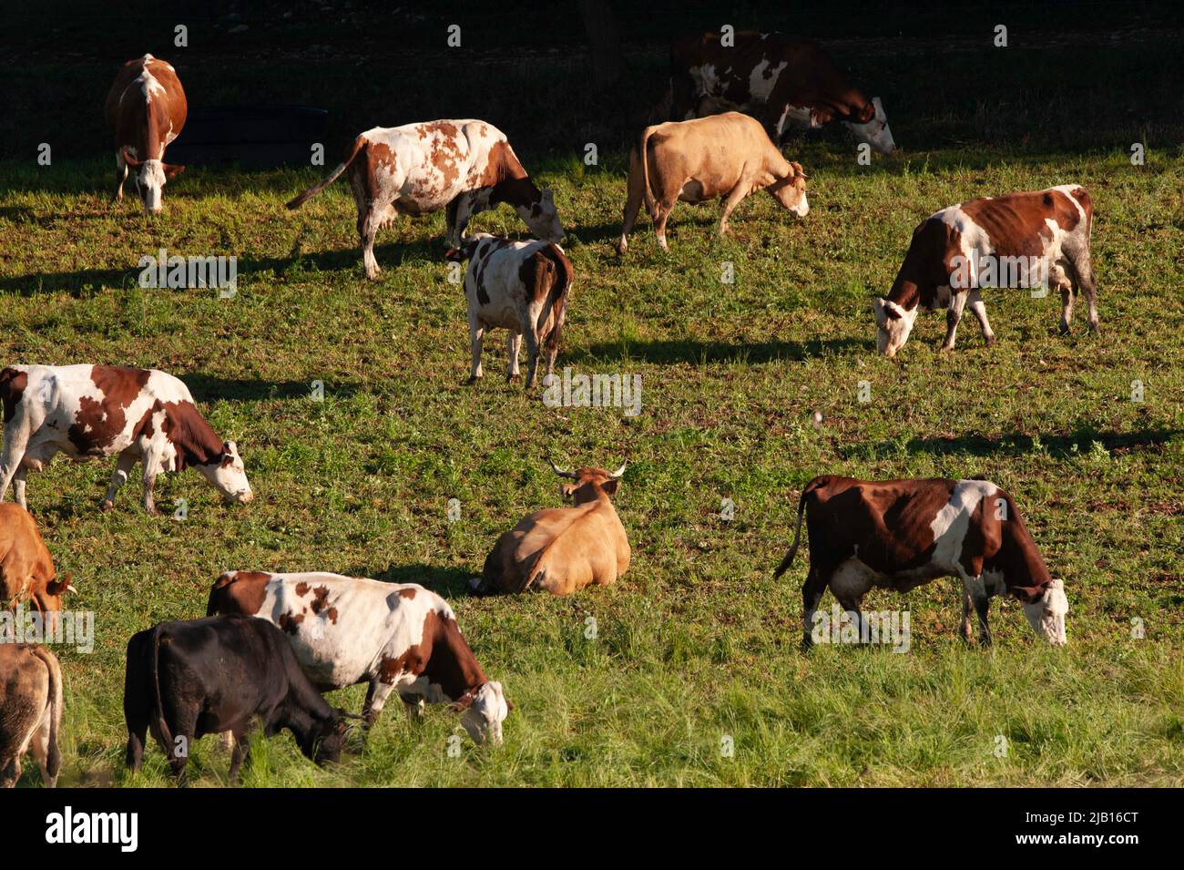 Cows field pyrenees france hi-res stock photography and images - Alamy