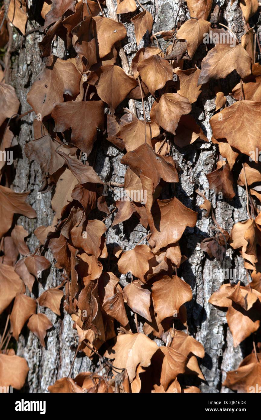 Dried out leaves hi-res stock photography and images - Alamy